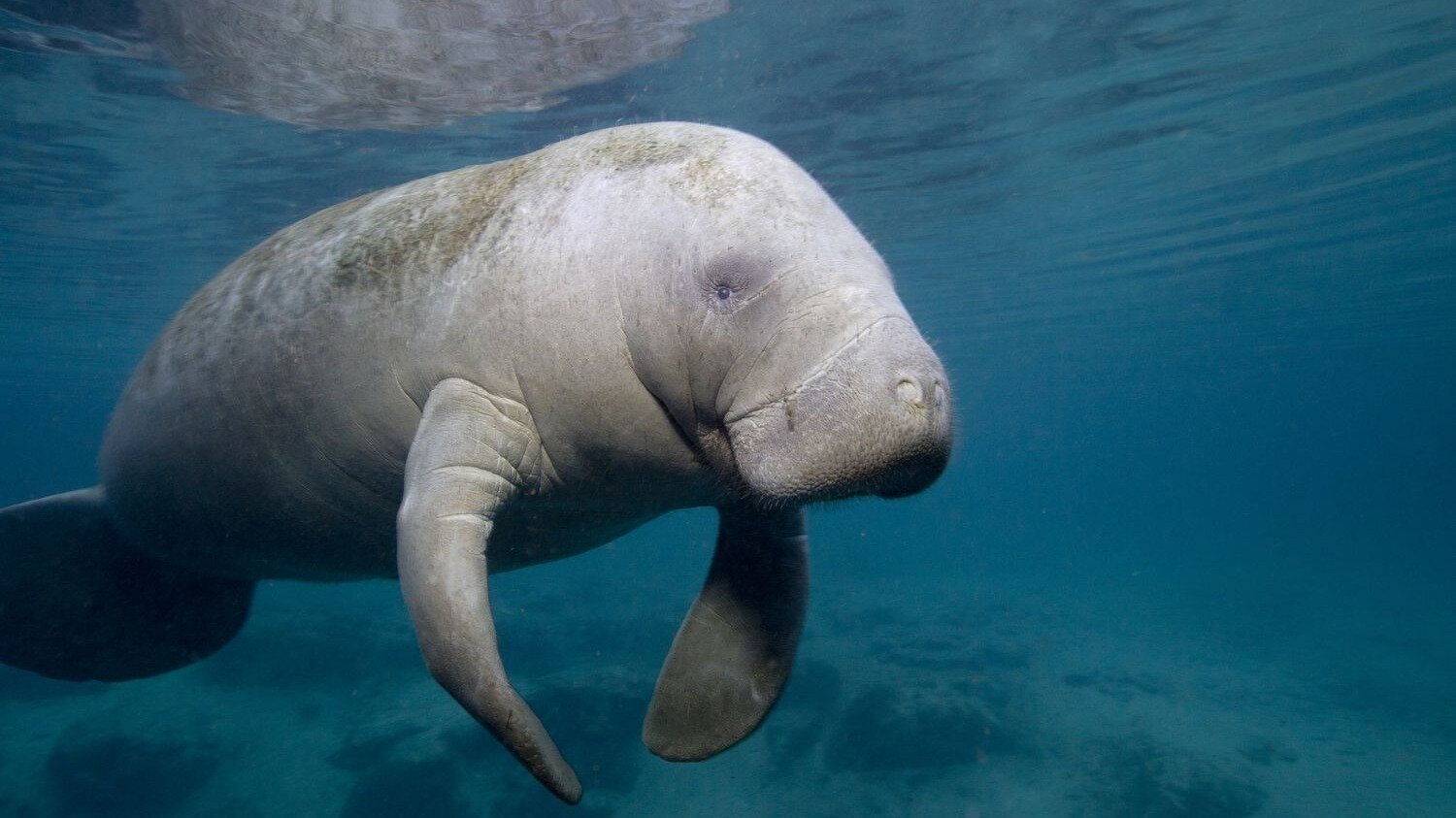 Petition · Protect the Mashpee Manatee and Safely Return It South ...