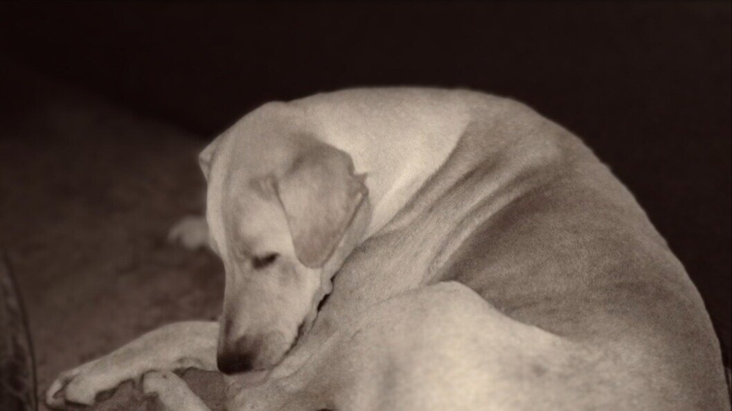 Petition · "Help Us Provide Better Care for Hungry dogs" - Philippines ...