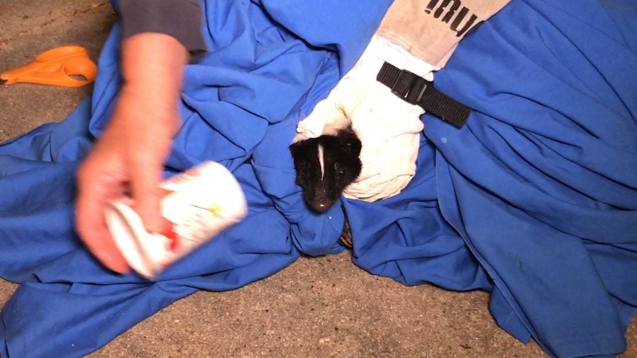 Petition · Yoplait cups are a hazard to wild animals - they need to go ...