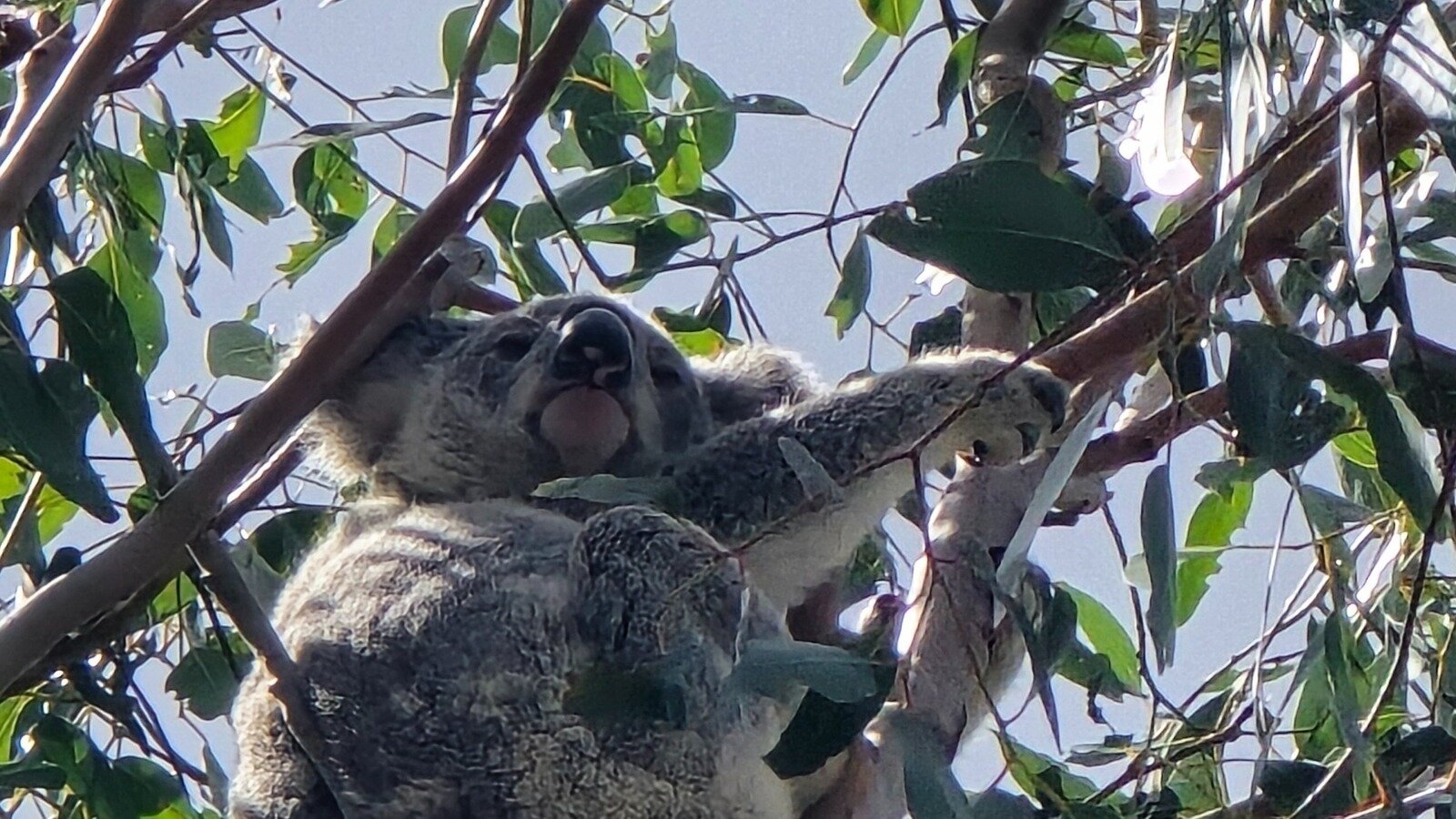 Petition · Emergency: Bulldozer at gate of extinction, QLD. - Australia ...
