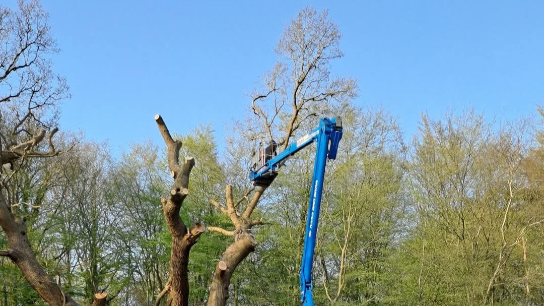Petition · Justice for the Whitewebbs Oak - Enfield, United Kingdom ...