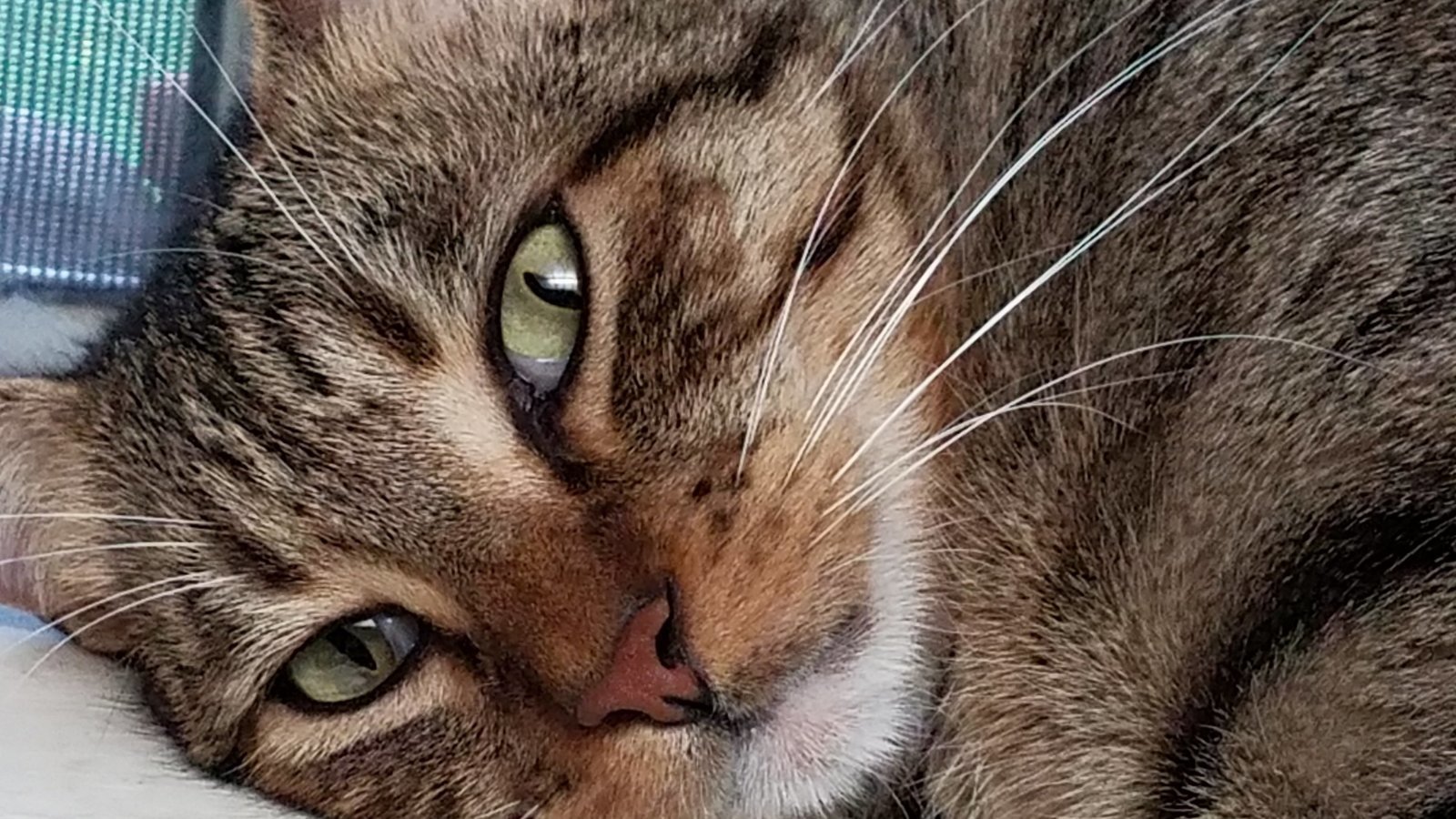 Petition · Stop Animal Dissection in Public Schools - United States ...