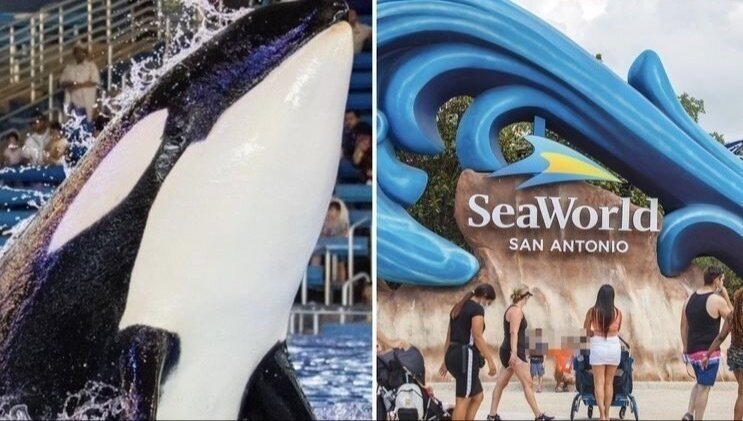 Petition · Demand transparency and an end to orca captivity at SeaWorld ...
