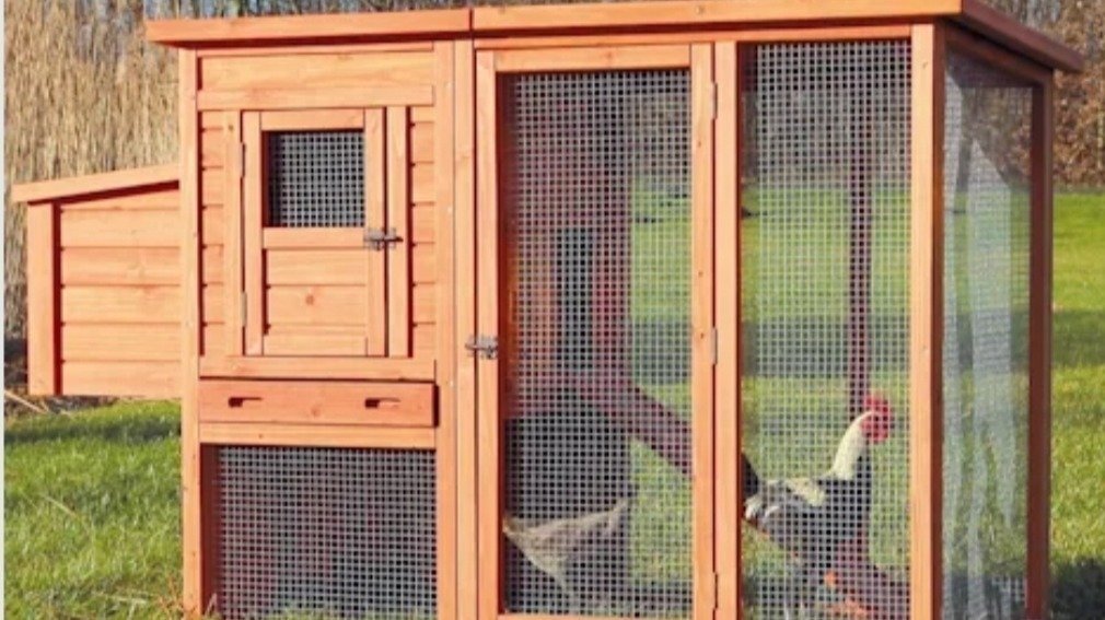 Petition · End the chicken ban - United States · Change.org