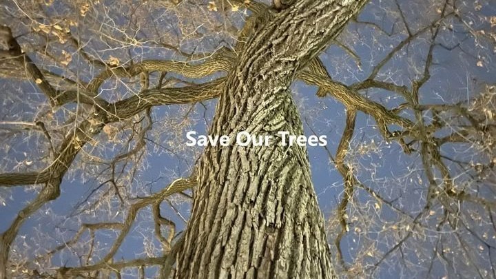Petition · Save the Paulina Street Trees! - United States · Change.org