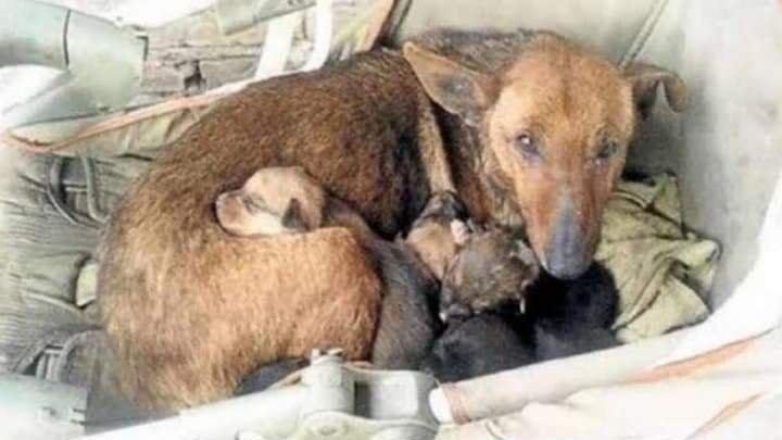 Petition · All stray dogs must be save - Philippines · Change.org
