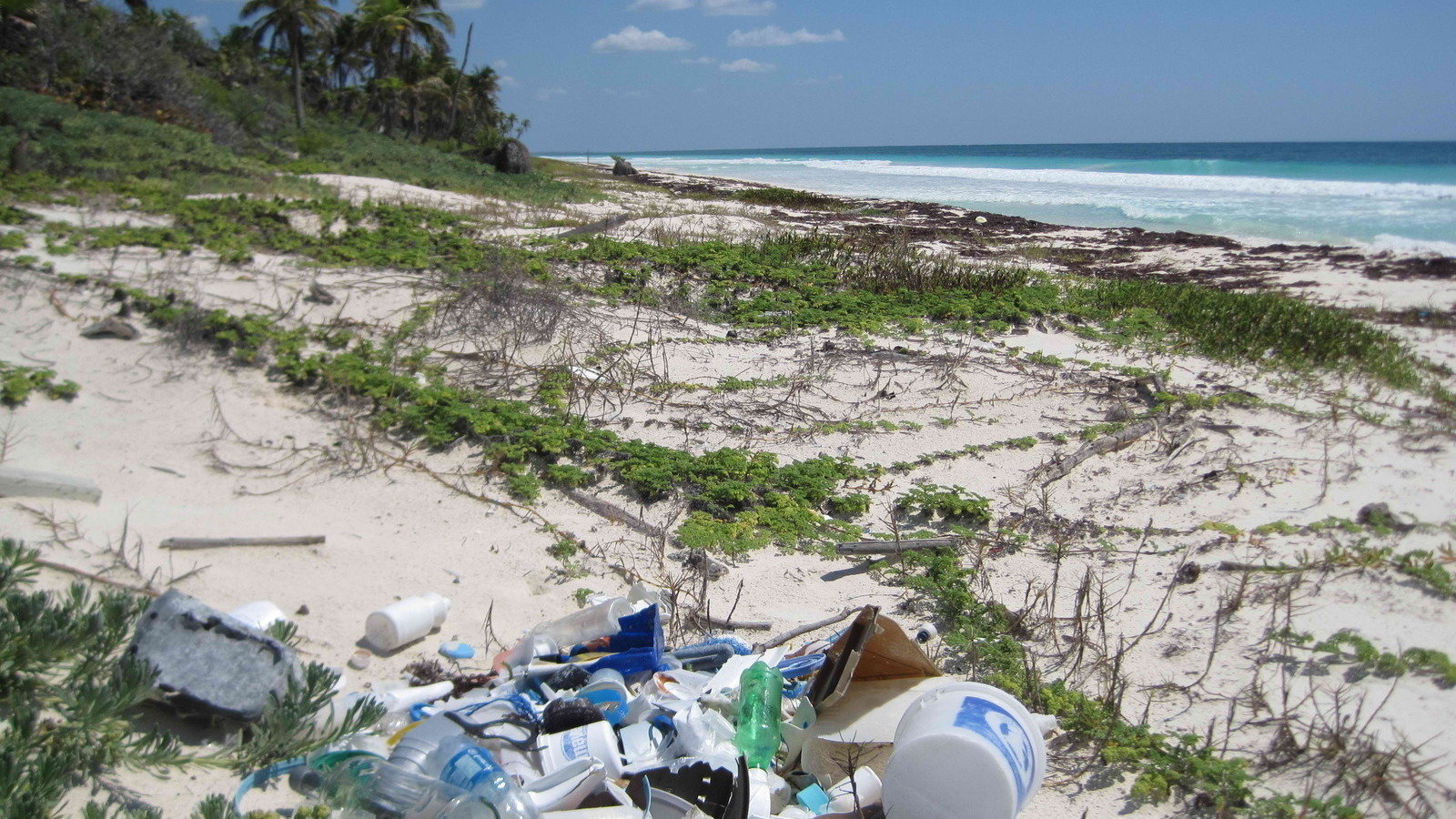 Petition · Environmental Organizations and Concerned Citizens: Stop ...