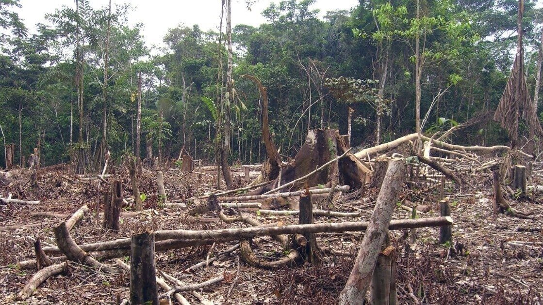 Petition · Stop deforestation and raise awareness! - United States ...
