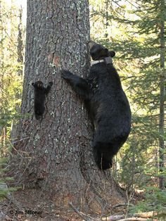 Petition · Save the Bears! - United States · Change.org