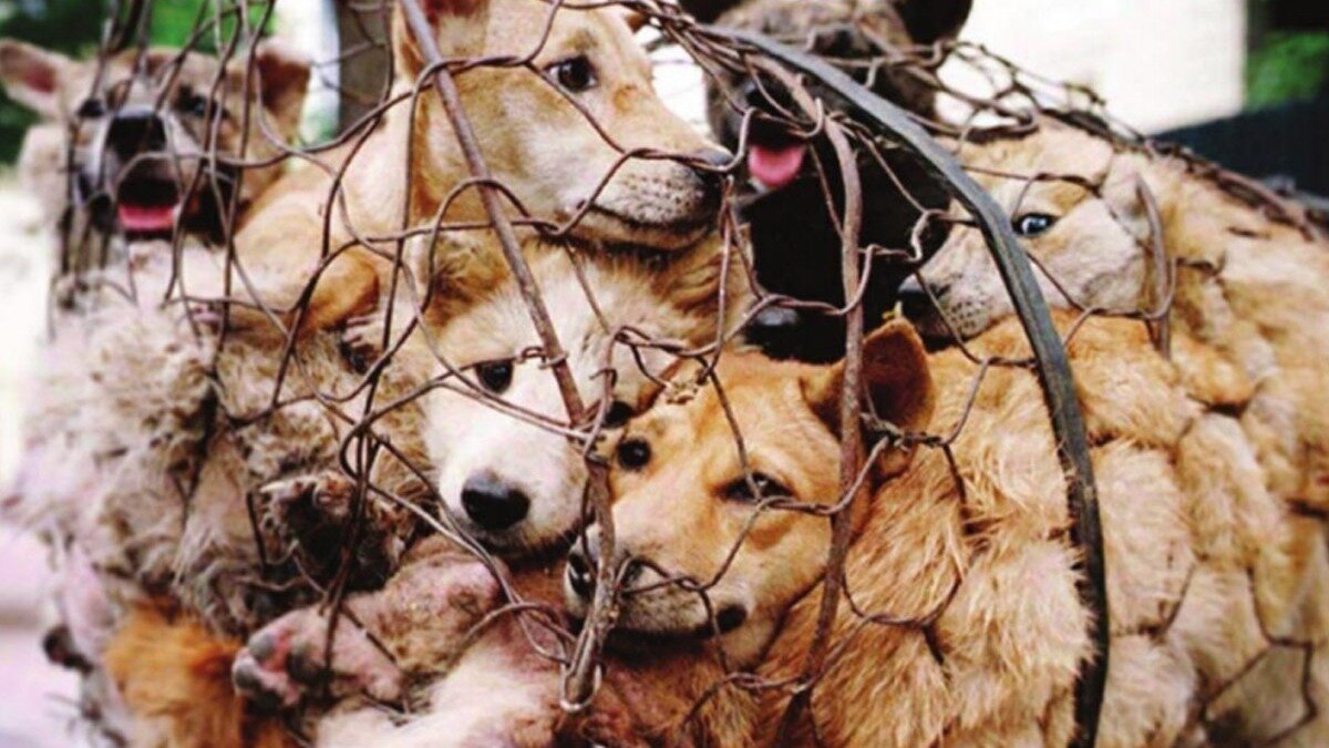 Petition · Stop and End Animal Cruelty - Philippines · Change.org