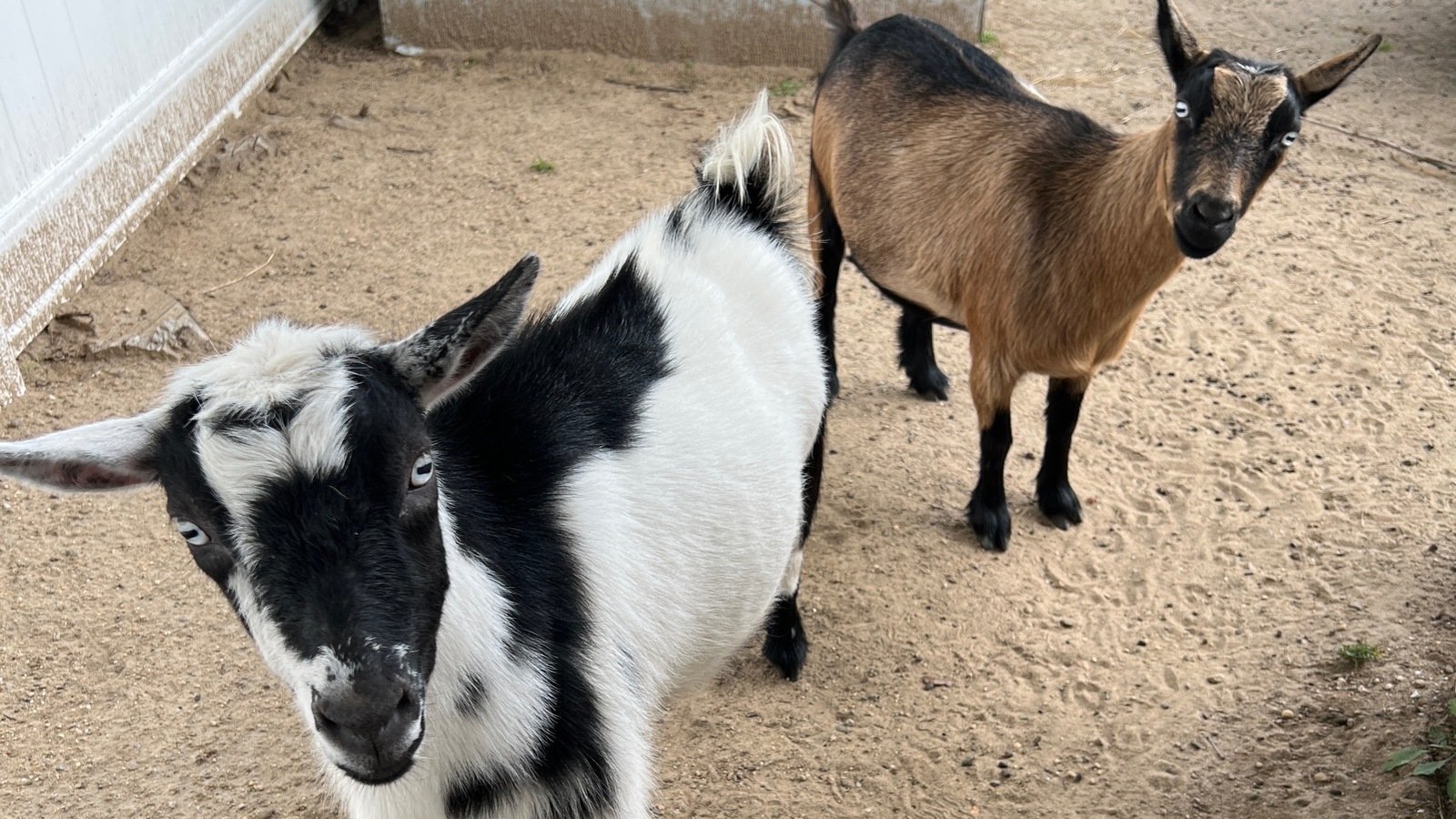 Petition · Keep my pet goats Moonlight and Mocha - United States ...