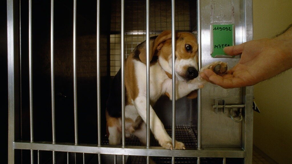 Petition · End Animal Testing by Psychologists in Canada - Canada ...