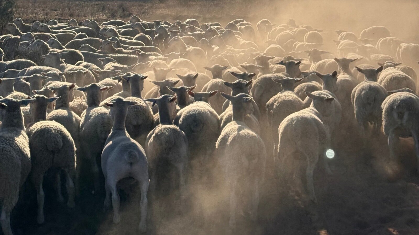Petition · Stop the Govt. Keep the sheep and live export - Australia ...