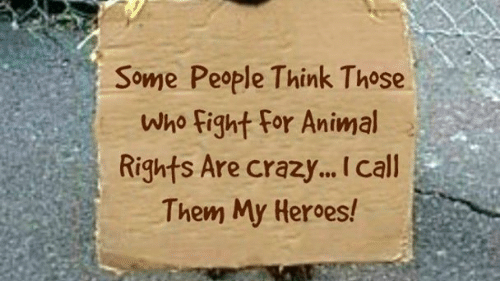 Petition · Animal having human rights - United States · Change.org