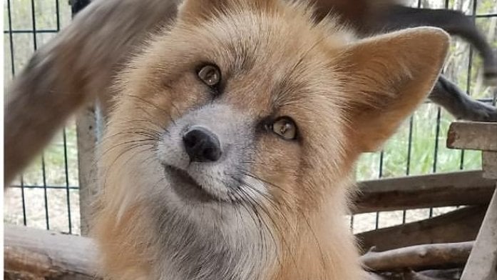 Petition · Save Mikdolittles Fox Rescue - United States · Change.org
