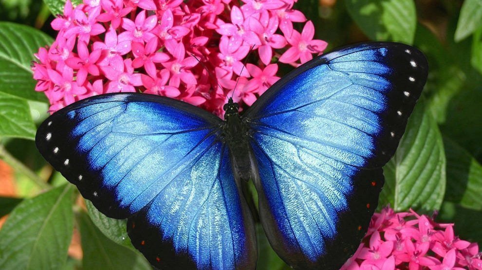 Petition · Save Edinburgh Butterfly & Insect World - United Kingdom ...
