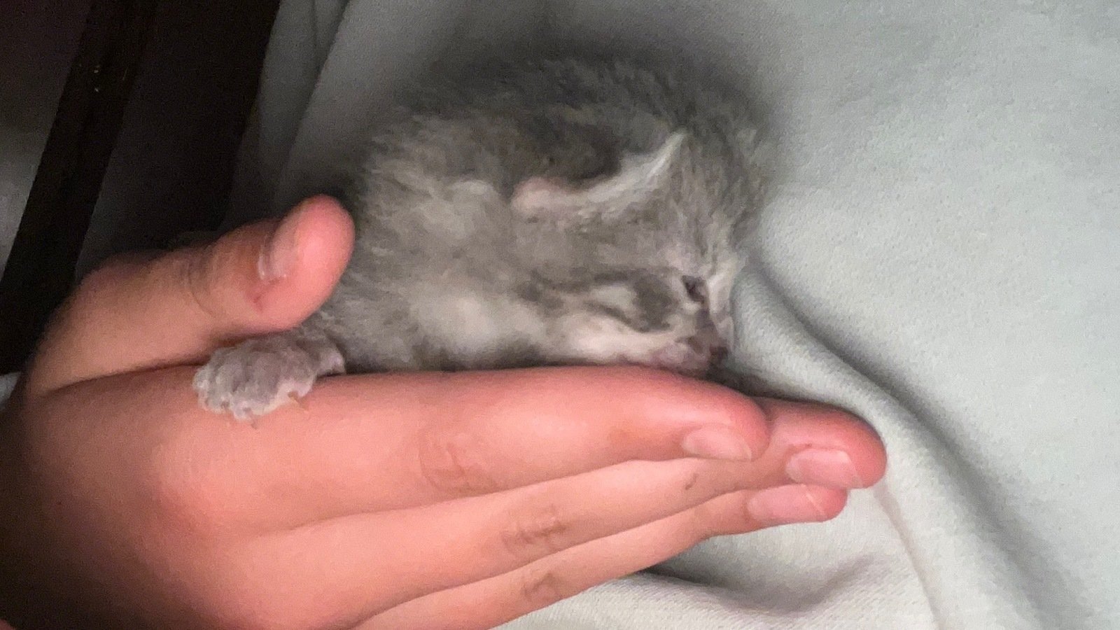 Petition · Get Ella a Cat! - United States · Change.org