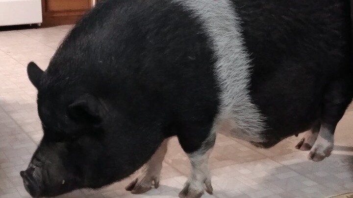 Petition · Allow the Retention of Emotional Support Potbelly Pig ...