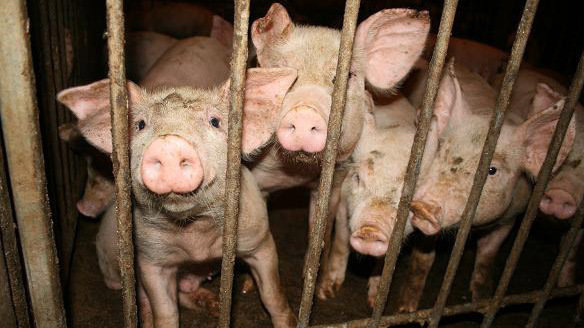 Petition · STOP PIG ABUSE AND SAVE THE PIGS!!! - United States · Change.org