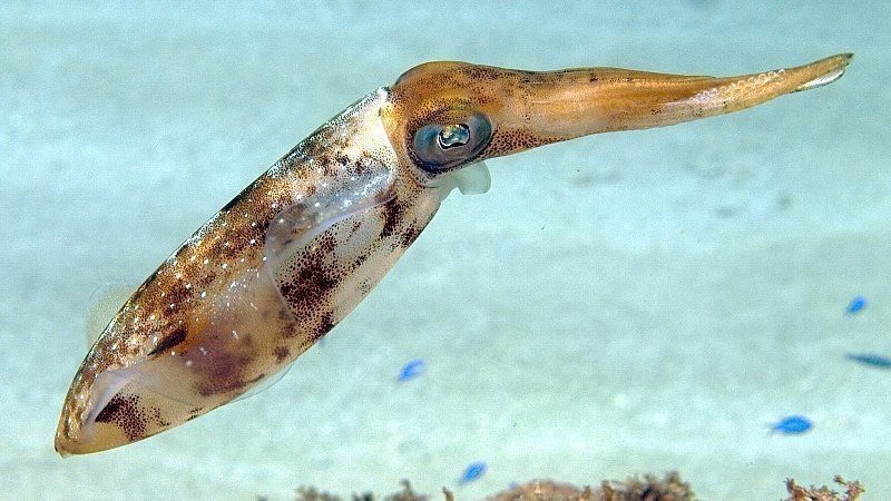 Petition · Change the name of baby squids to "inkling." - United States ...