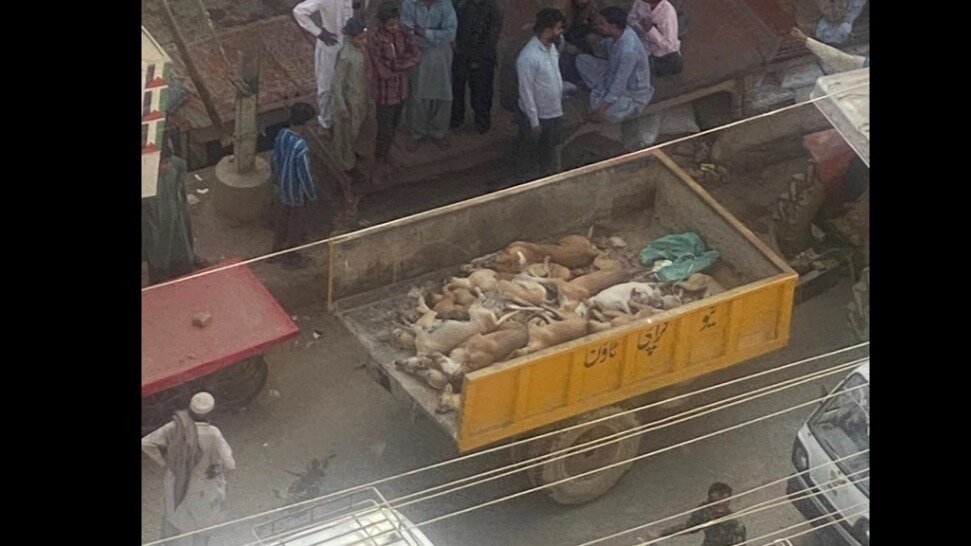 Petition · Stop the Inhumane Killing of Dogs and Animals in the name of ...