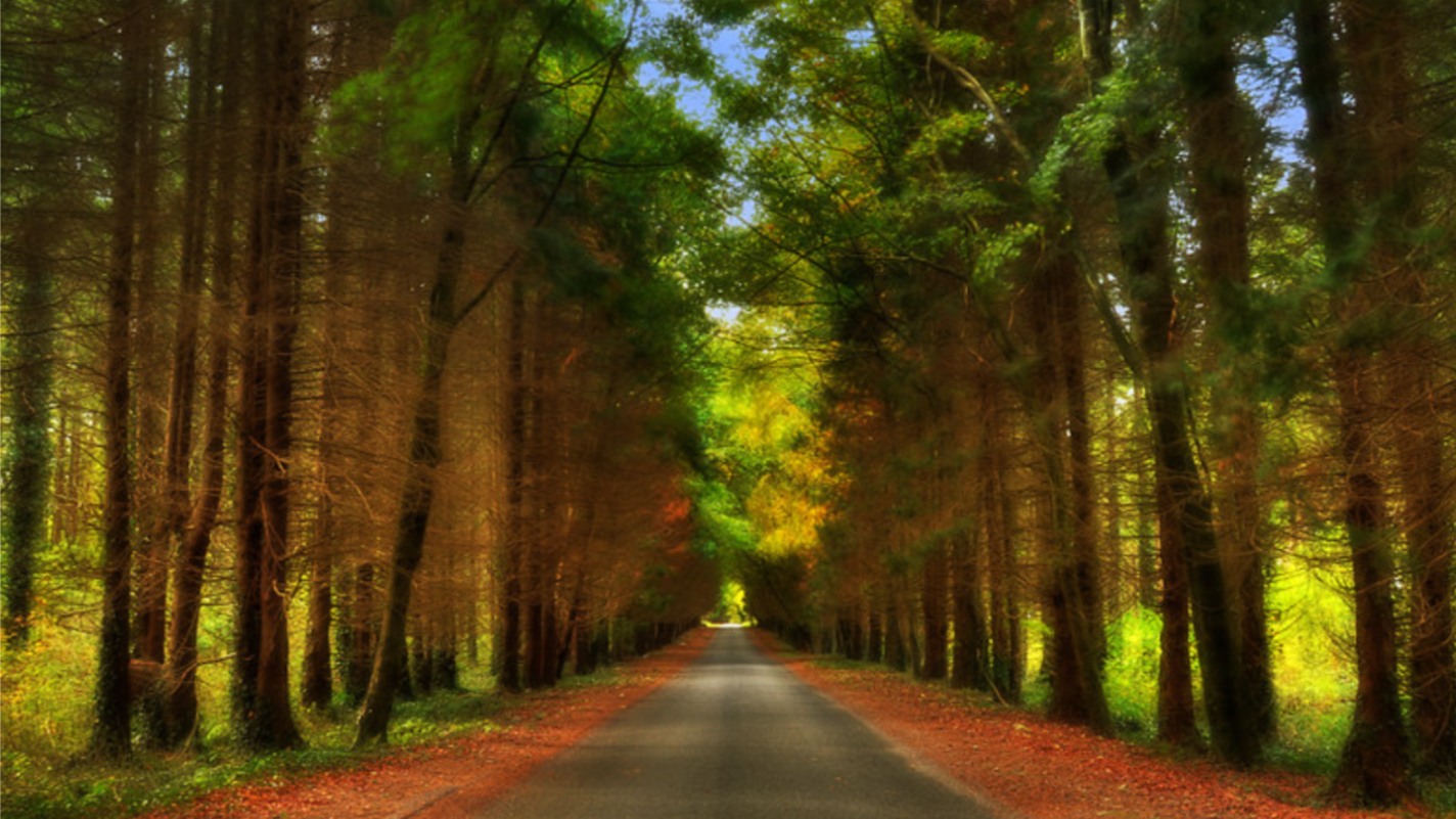 Petition · Stop the N61 Ballymurray, Knockcroghery & Lecarrow Bypass ...