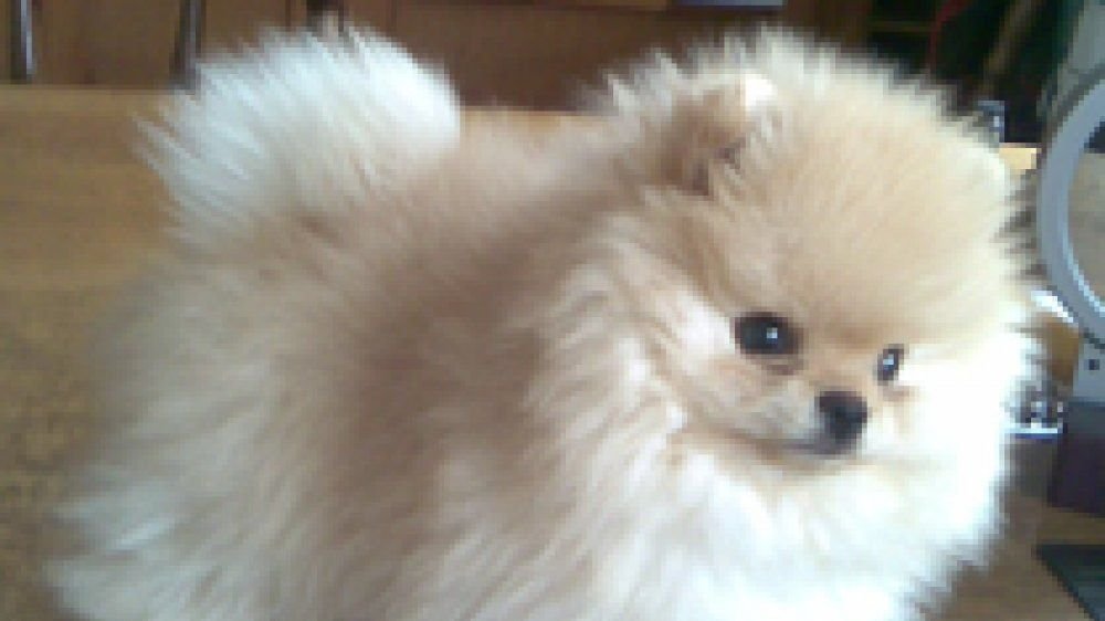 Petition · Take Ms. Benavides to Japan With Digital Media!! - United ...