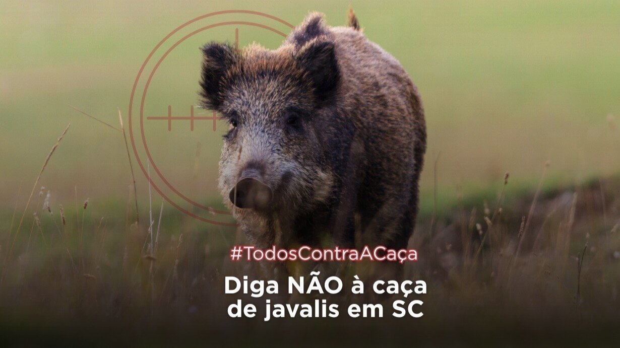 Abaixo-assinado · Diga NÃO à caça de javalis em SC! Caçadores usam esse ...