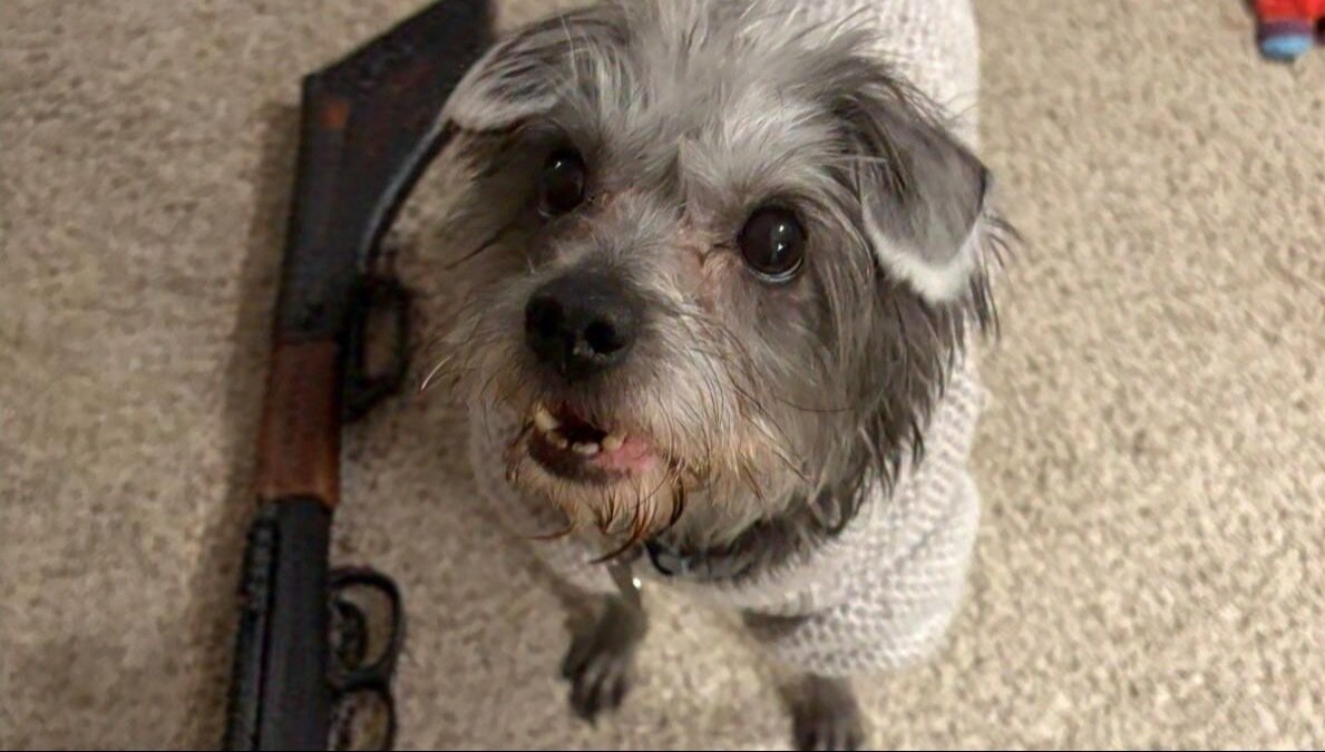 Petition · Give Lenny a Gun - Mattawan, United States · Change.org