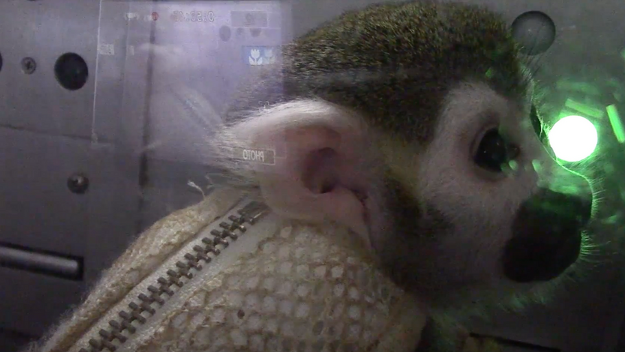 Petition · Stop cruel U . S. government primate experiments - United ...