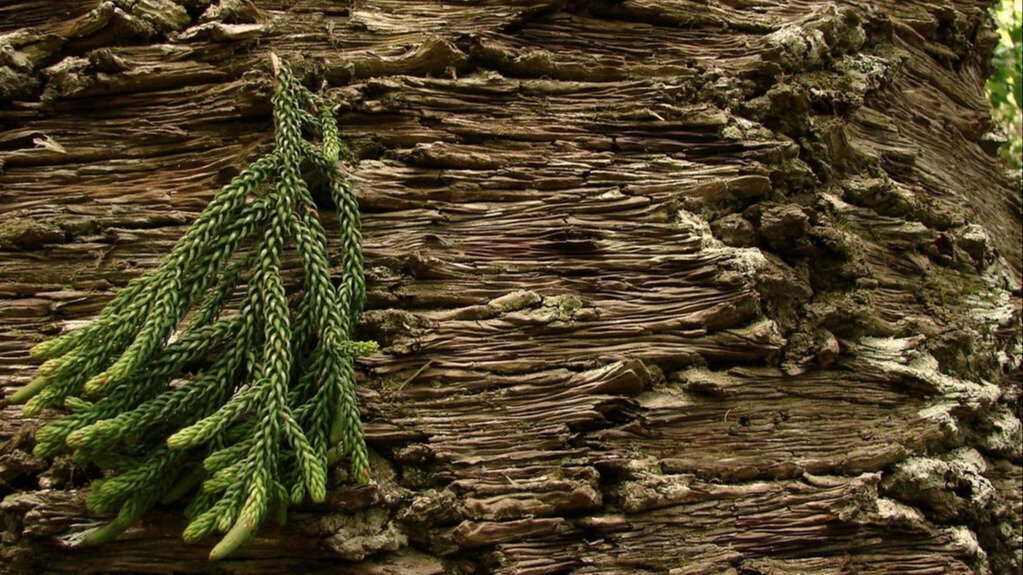 Petition · Support the Revival of the Bald Hills State School Forestry ...