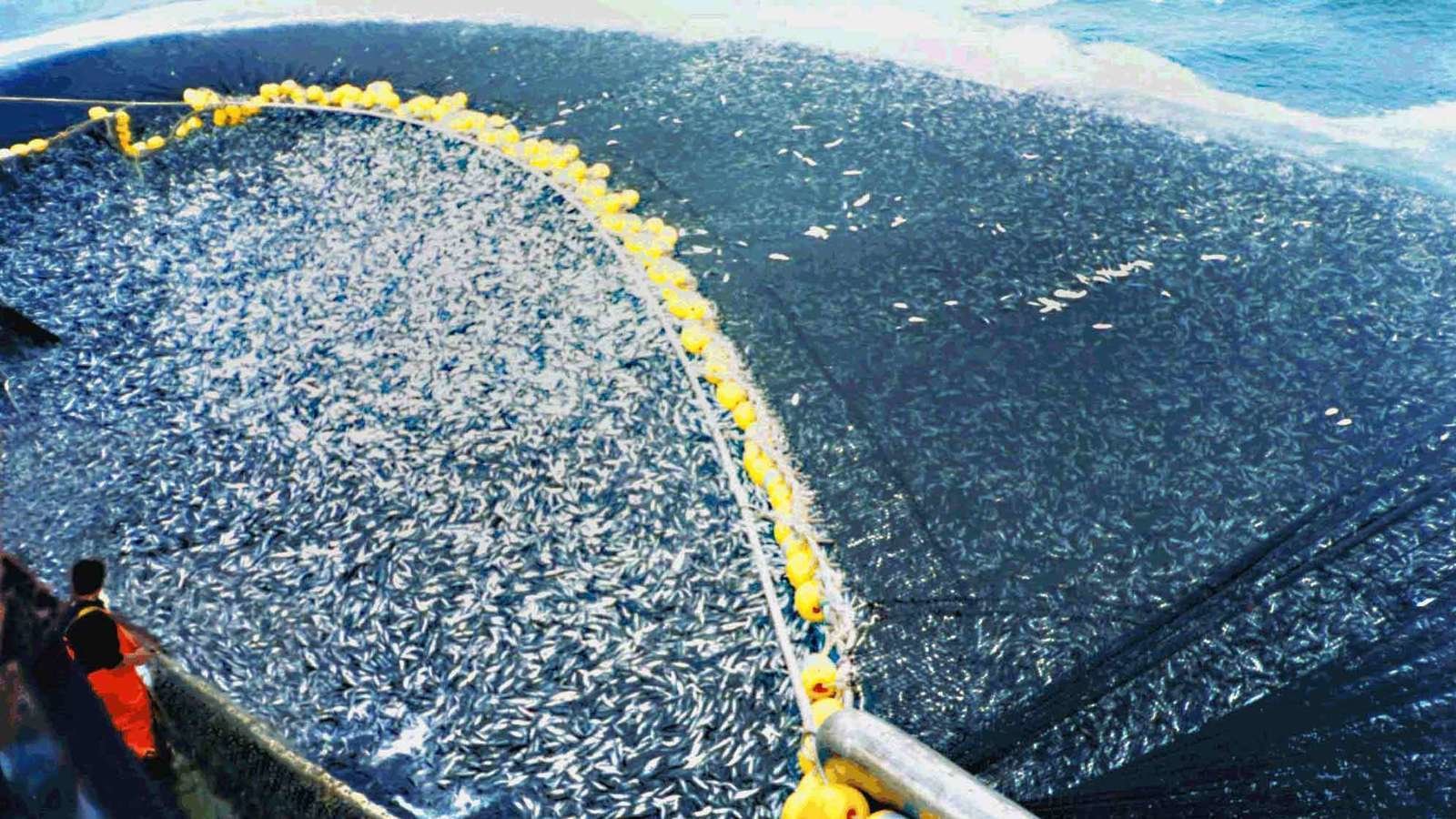 Petición · Protect marine life - España · Change.org