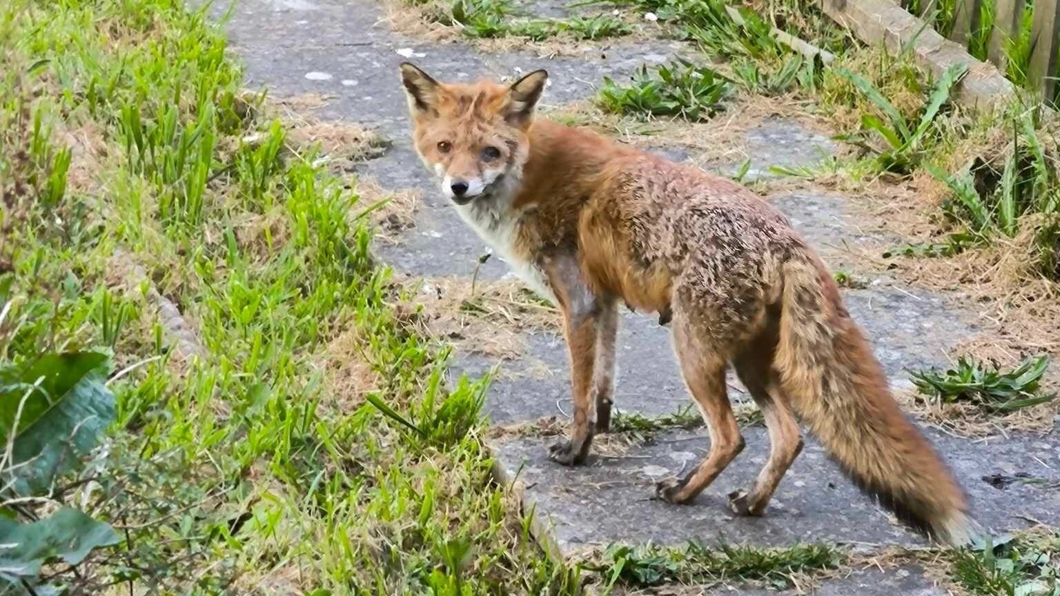 Petition · Legalize the Feeding of Foxes in Urban Areas - United ...