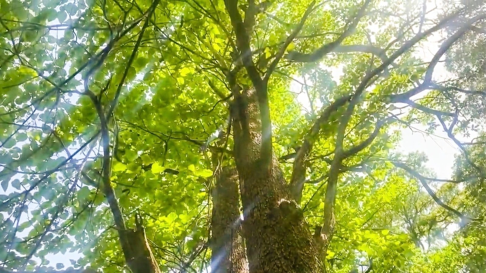 Petition · Stop City of Shreveport from removing 200 year old Catalpa ...