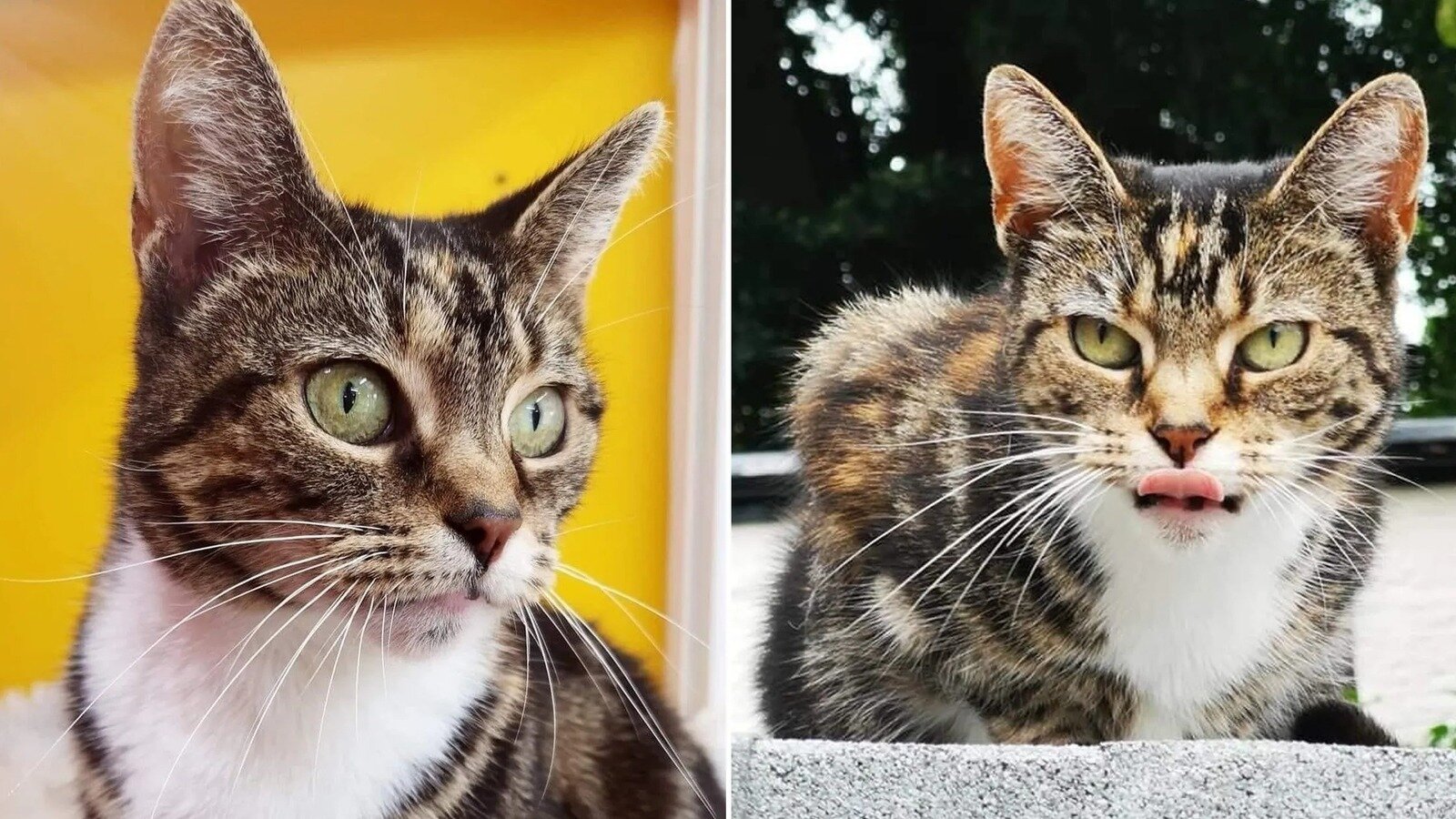 Petition · Implement Poppy's Law: Equal Rights for Cats as for Other ...