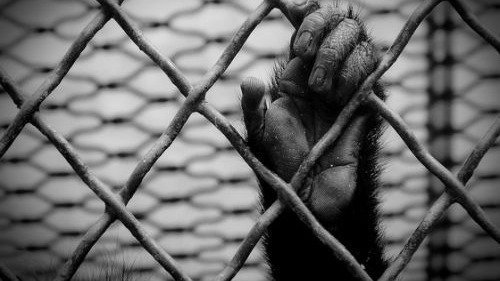 Petition · Ban Zoos, Support Sanctuaries - United States · Change.org