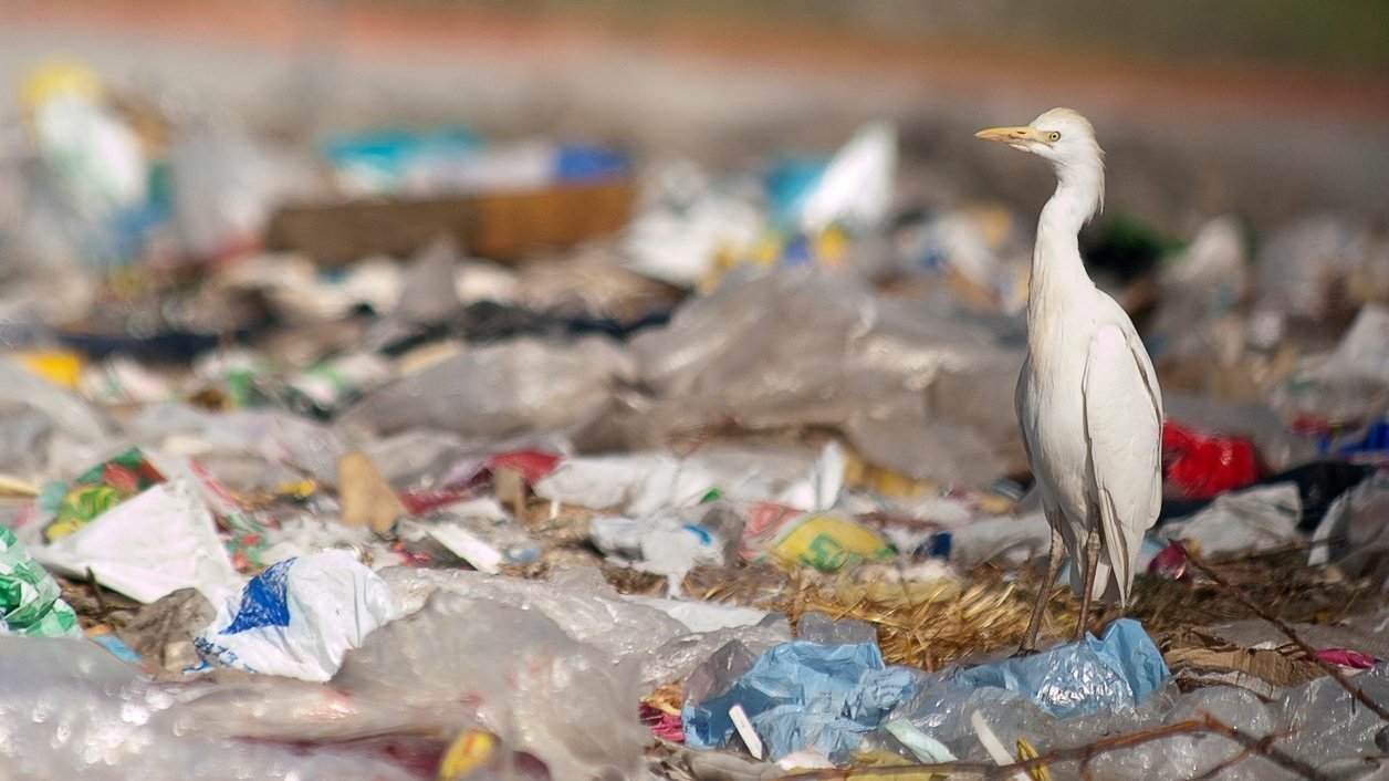 Petition · URGENT Demand NJ Officials Pass Strongest Single-Use Plastic ...