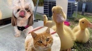 Petition · Implement Mandatory Inspections for Animal Establishments in ...
