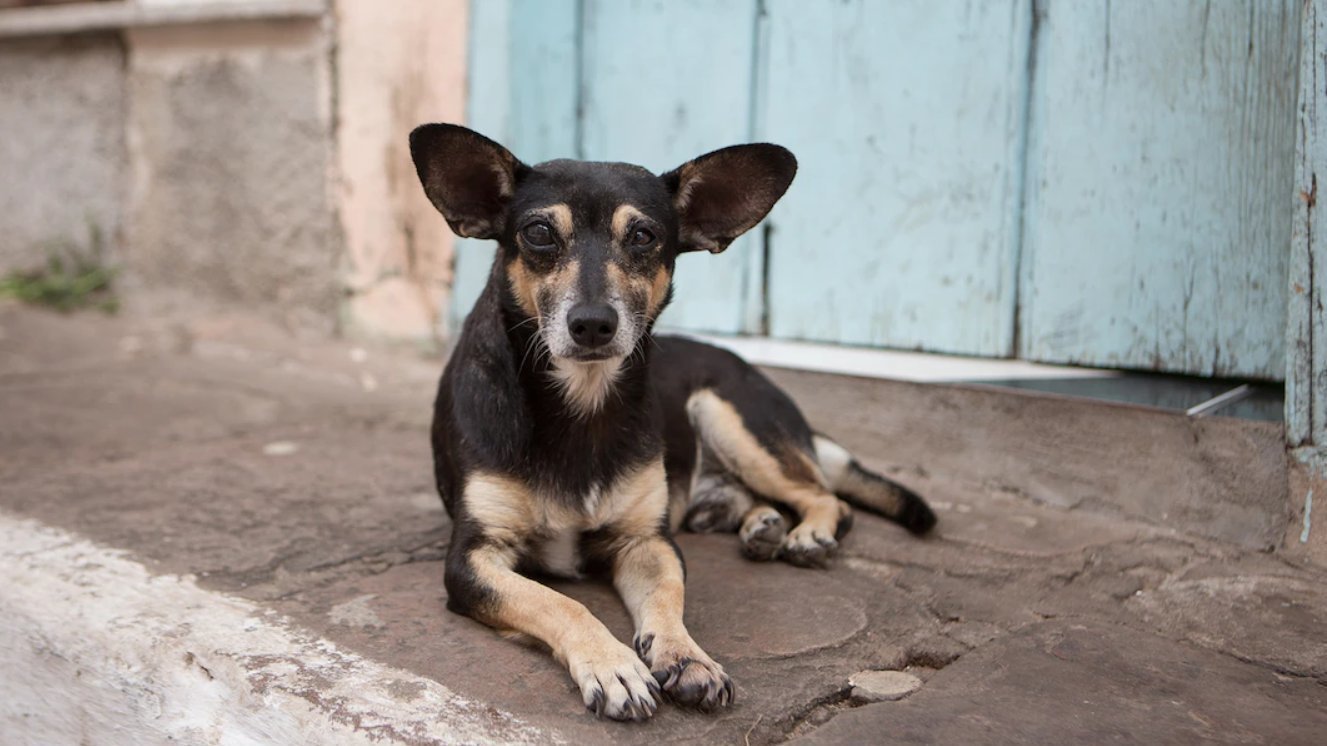 Petition · Start donating dog food to NGOs once every week. - India ...