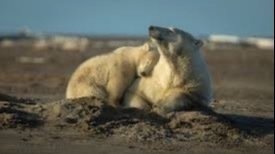 Petition · STOP THE WILLOW PROJECT! - United States · Change.org