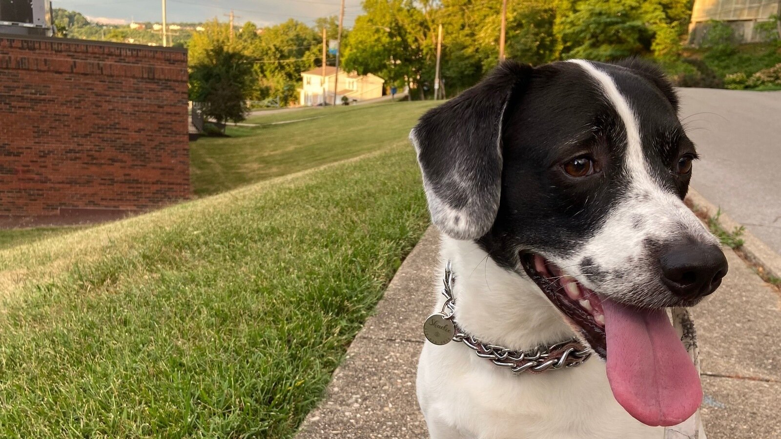 Petition · Save Shadie! She is a good girl who deserves to live ...