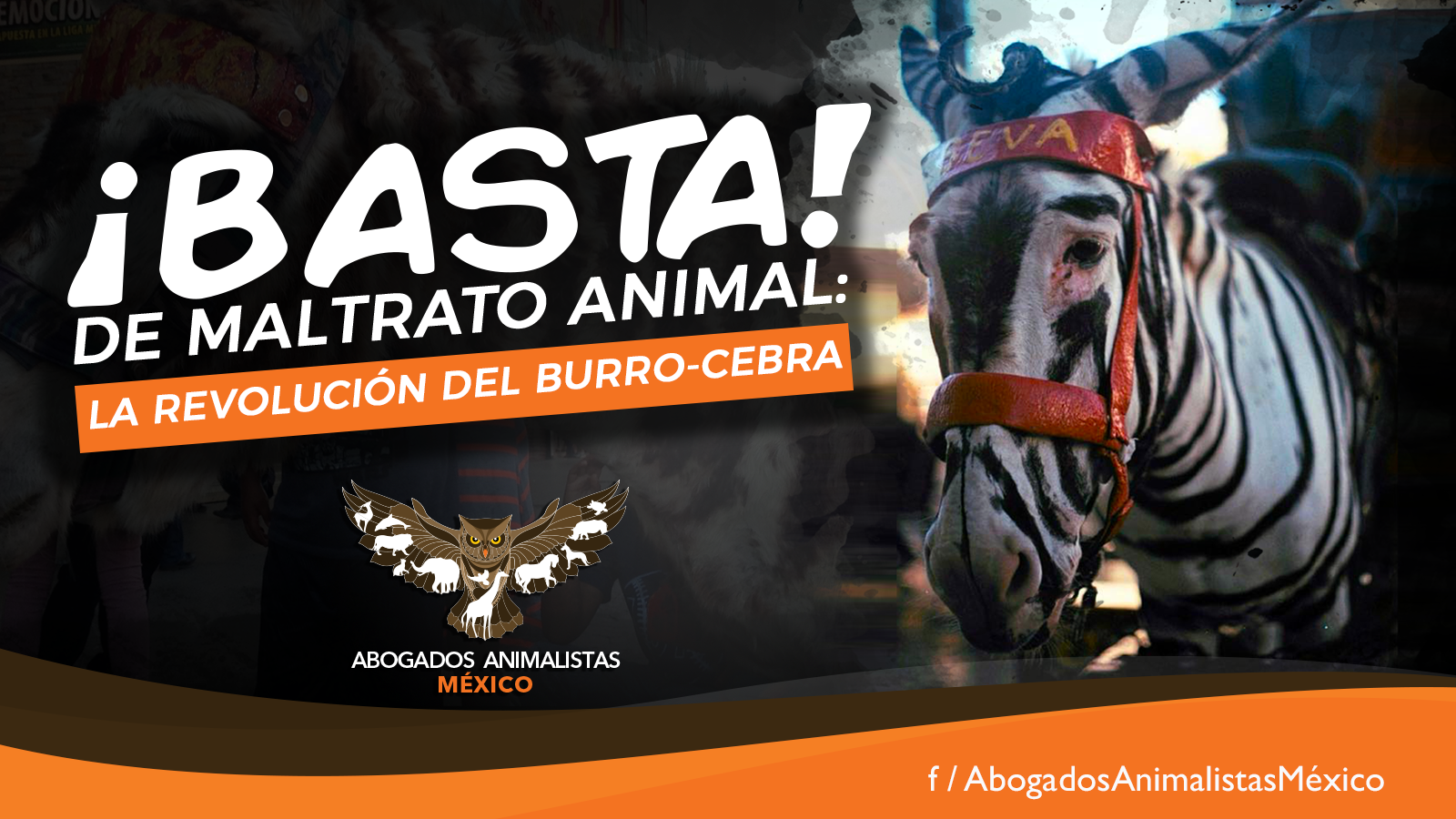 Petición · Basta de Maltrato Animal: La Revolución del burro-cebra en ...