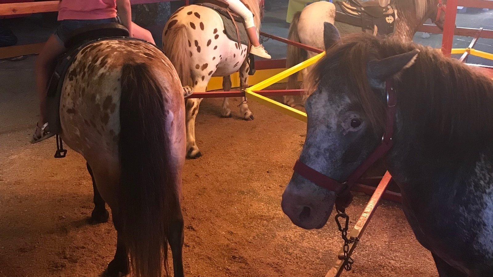 Pétition · Interdiction dès manèges à poneys - France · Change.org