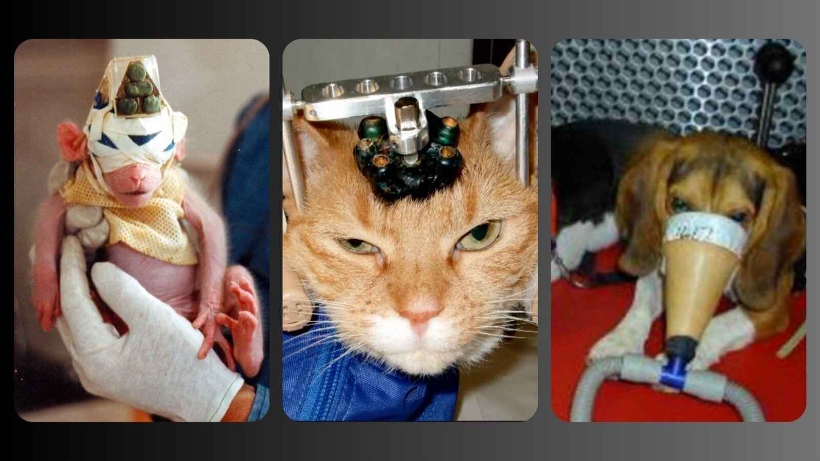 Petition · აიკრძალოს ცხოველებზე ტესტირება საქართველოში / Ban Animal ...