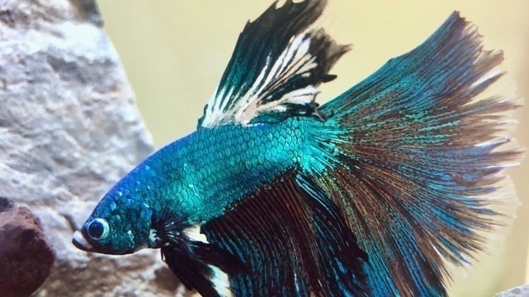 Petition · eat norman howell-lester - Canada · Change.org