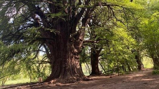 Petición · LIBERTAD A LOS DEFENSORES POR LA VIDA Y EL AGUA, DE LOS ...