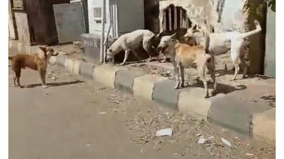 Petition update · TODAY POISONING OF DOGS EASTER SUNDAY MASSACRE ...