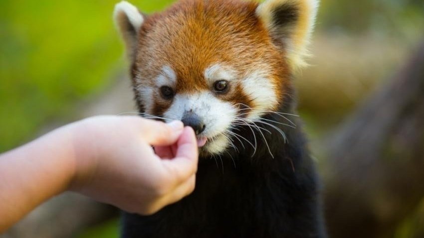 Petition · Save the Red Pandas - United States · Change.org