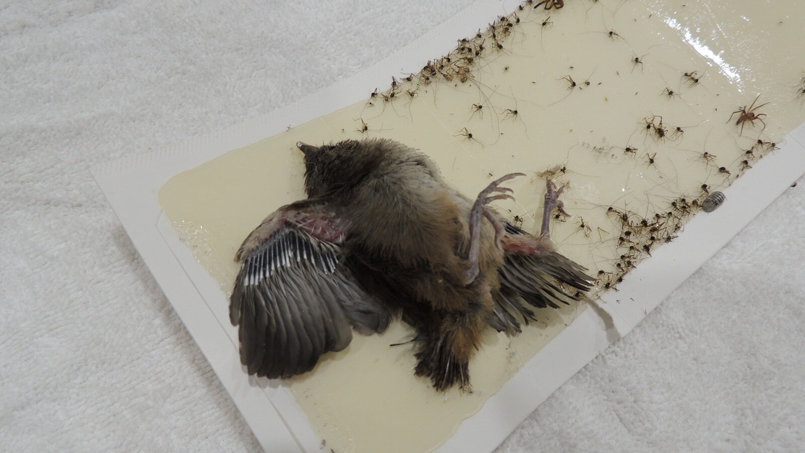 Petition · Ban the Sale of Glue Traps in Charleston South Carolina ...