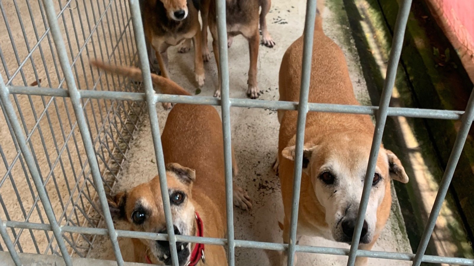 Petition · To SLA-Extension of lease at Lim Chu Kang(where many ...